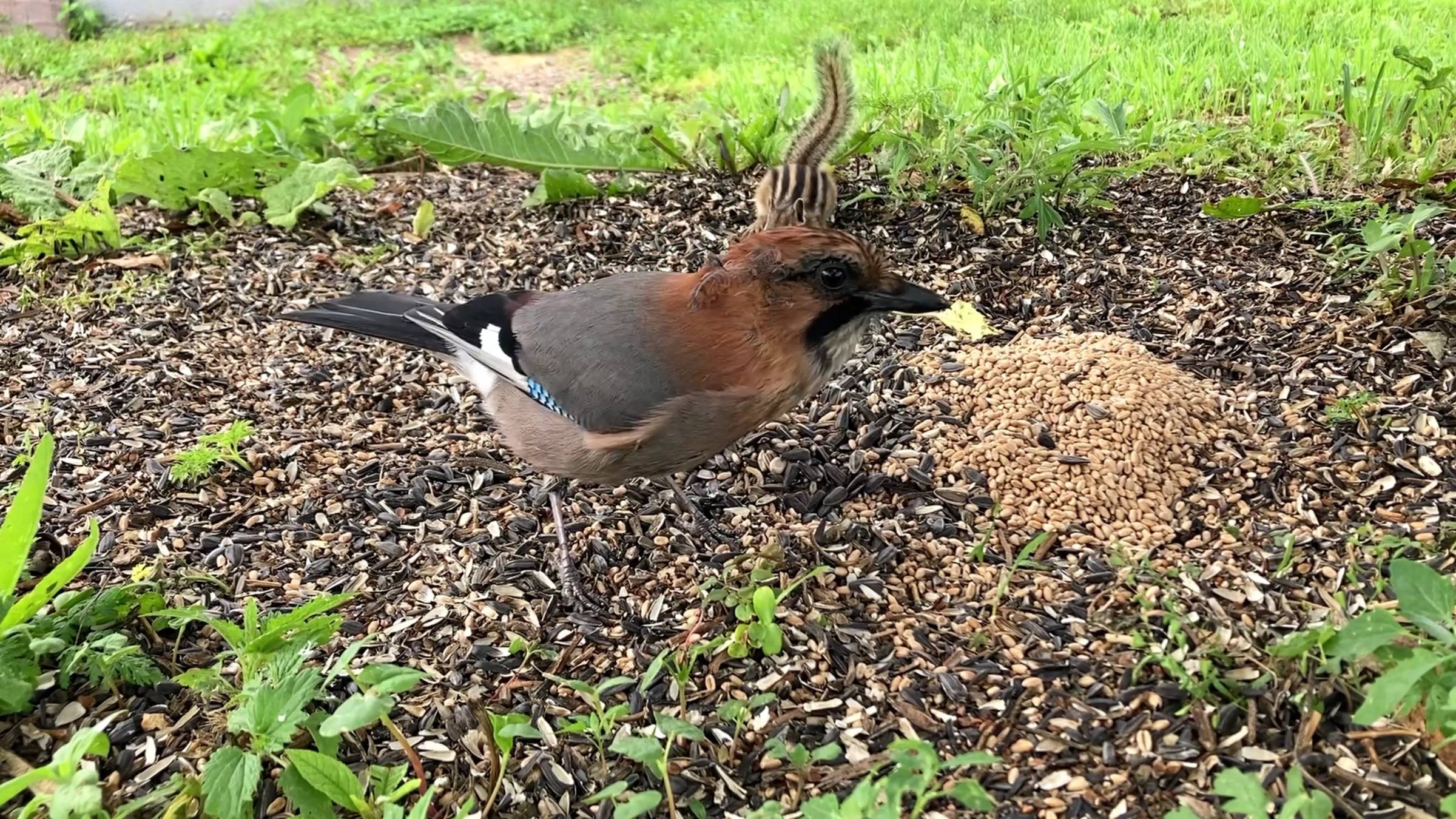 Бурундуки. Птицы Снегирь, Зеленушки, Синицы, Сойка. Часть 47