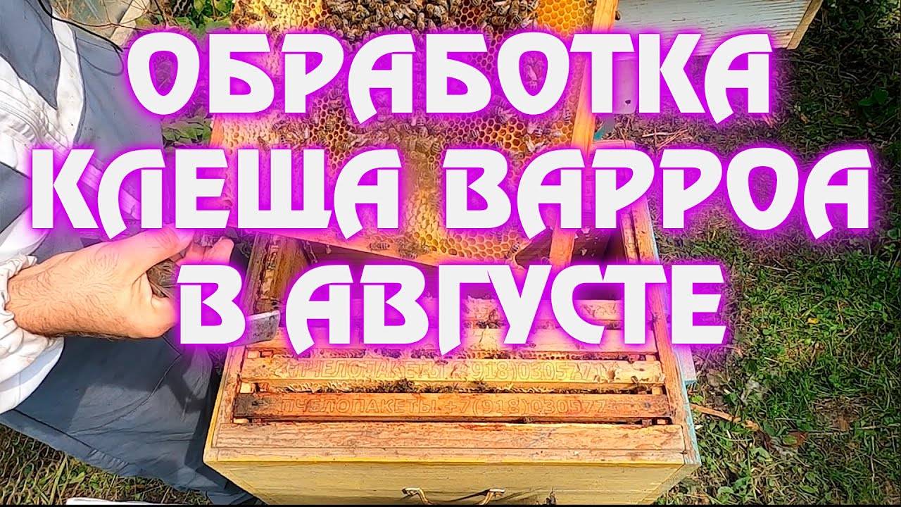 Обработка от клеща варроа в августе