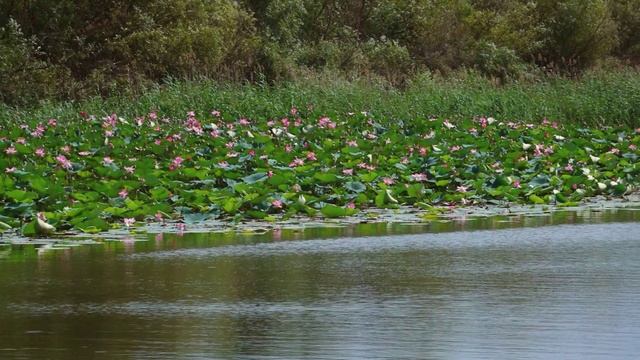Пасека, Астраханский мёд