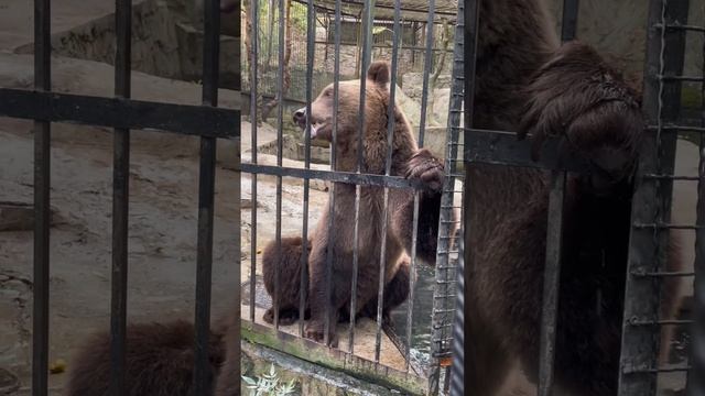 Он в цирке раньше работал?Уникальный медведь живет в Ялтинском зоопарке «Сказка»!