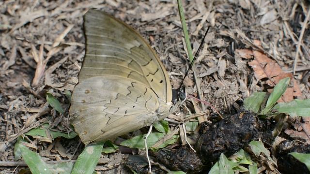 1152089-hd_1920_1080_24fps