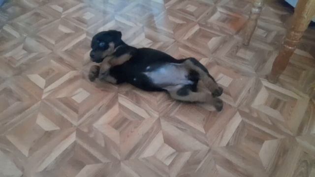 Ротвейлер против Джек Рассел терьер) щенок не даёт спуску