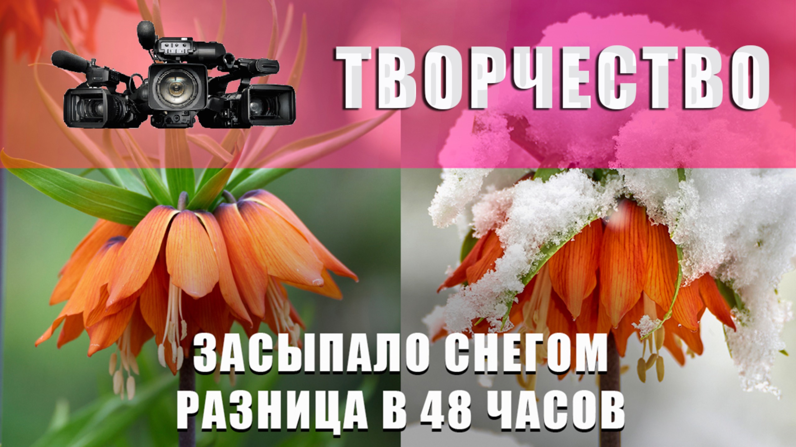 Лед и пламя | Весна в Краснодарском крае 2025