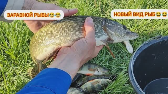 АПРЕЛЬСКАЯ РЫБАЛКА НА ХИЩНИКА 2025))ЛОВЛЯ ЩУКИ И ОКУНЯ))