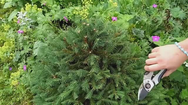 Формирование хвойного растения. #СадовыйДизайн #ЛандшафтныйДизайн #природа