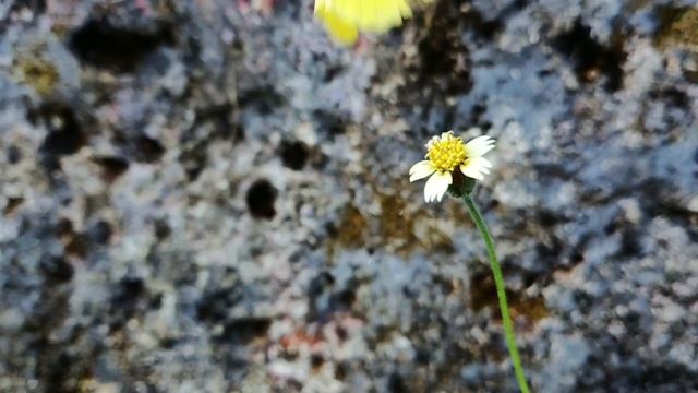 3429956-hd_1920_1080_30fps