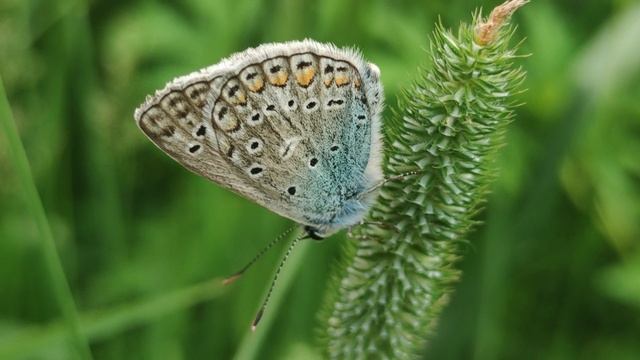 8450772-hd_1920_1080_30fps