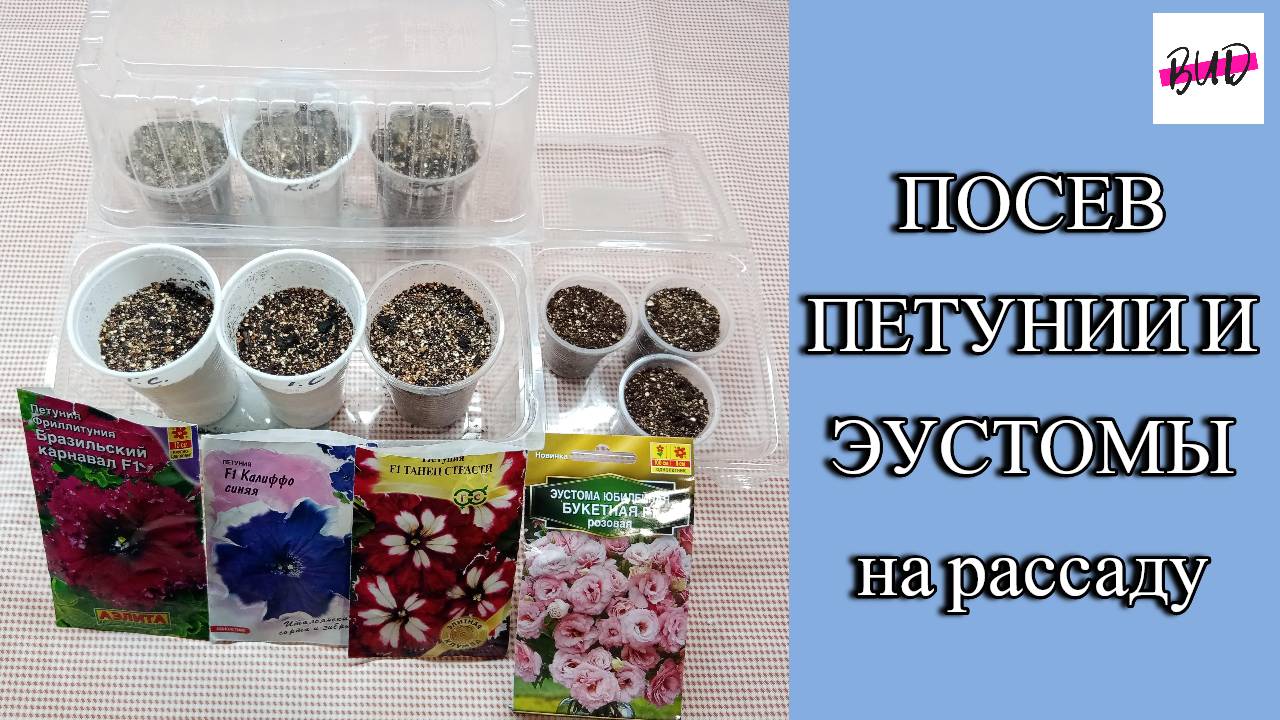 ПОСЕВ ПЕТУНИИ И ЭУСТОМЫ НА РАССАДУ В ДОМАШНИХ УСЛОВИЯХ.