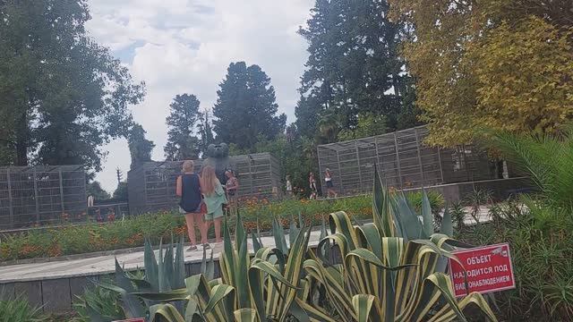 Город Сухум  (Абхазия) / Обезьяний питомник