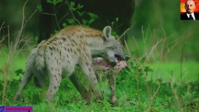 Дикая Ботсвана-