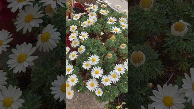 Мои цветы на балконе