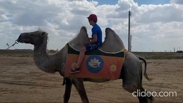 Арсений Цапенко - на верблюде!