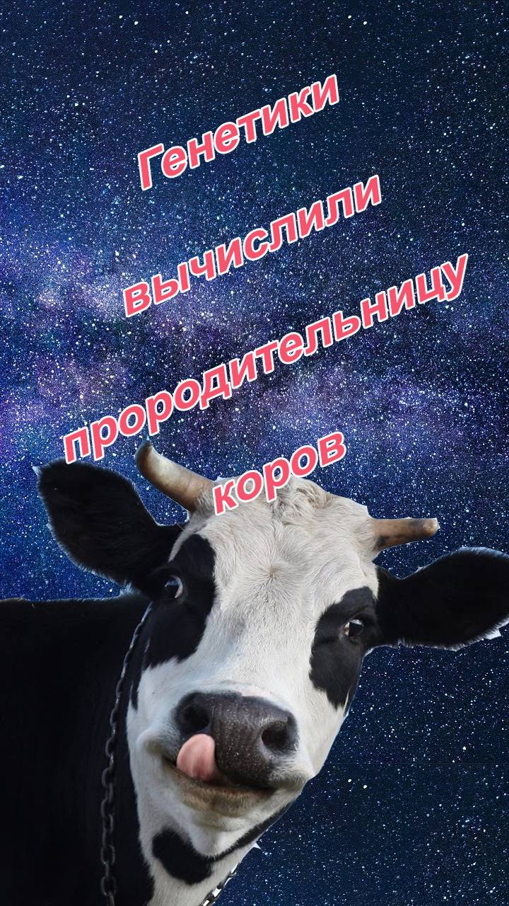 Генетики вычислили прародительниц домашних коров
