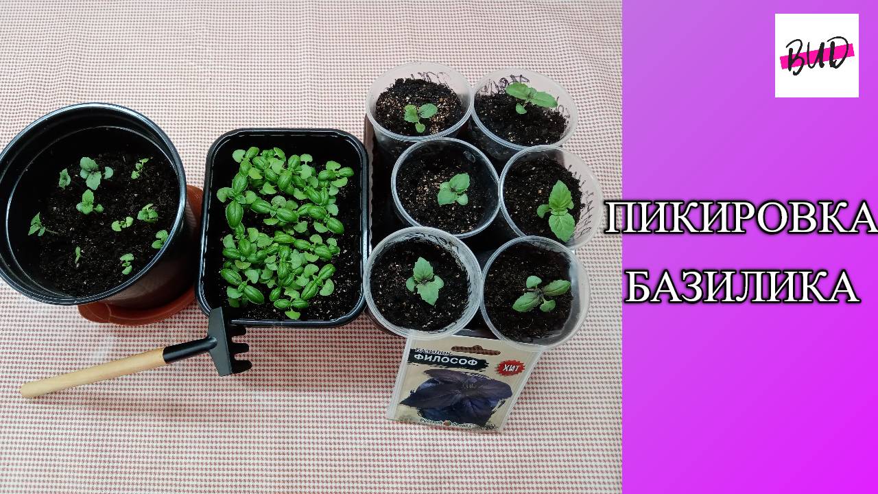 ПИКИРОВКА БАЗИЛИКА.