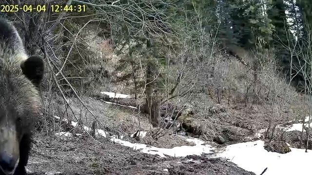 Благородный хозяин тайги