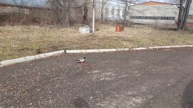 Охота на утку началась. Зависть съедает охотников от такой охоты. Смешной случай охотника.