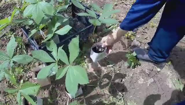 Как посадить  каштан в грунт_ 3 этап.