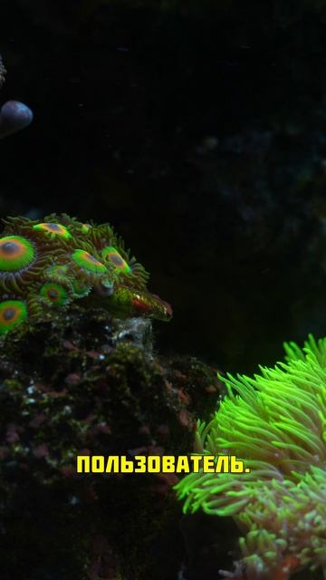 Как выбрать идеальный скиммер для морского аквариума? 5 ключевых моментов!