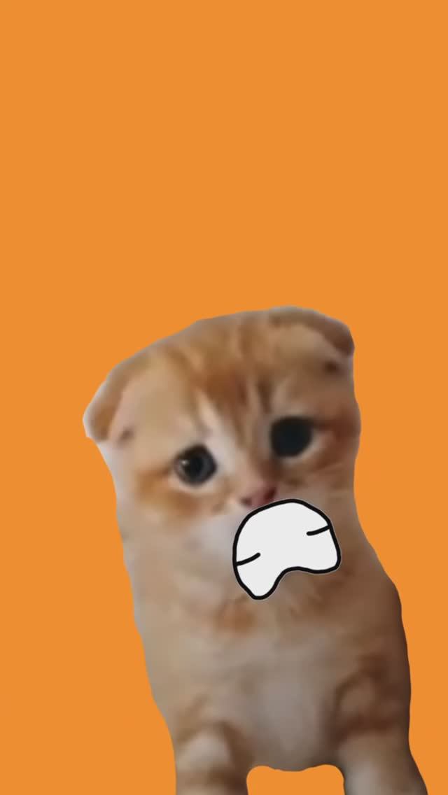 Недели котёнок Shorts (19)