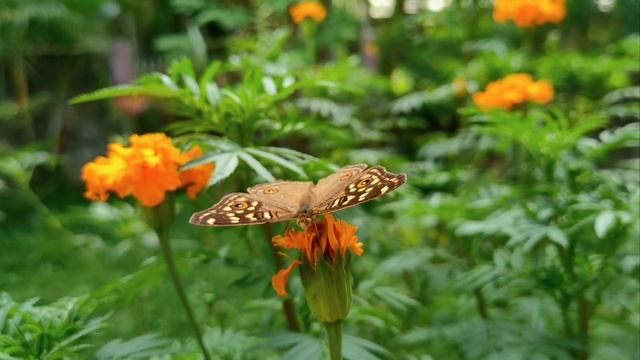 9255186-hd_1920_1080_24fps