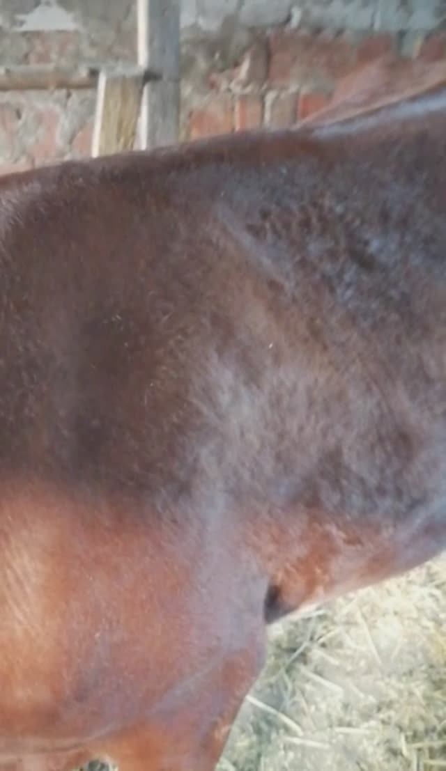 Альбен для коровы. Что надо дать корове от пота и кашля.