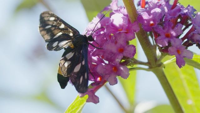 4908465-hd_1920_1080_25fps