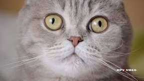 Танцующая кошка танцует под музыку