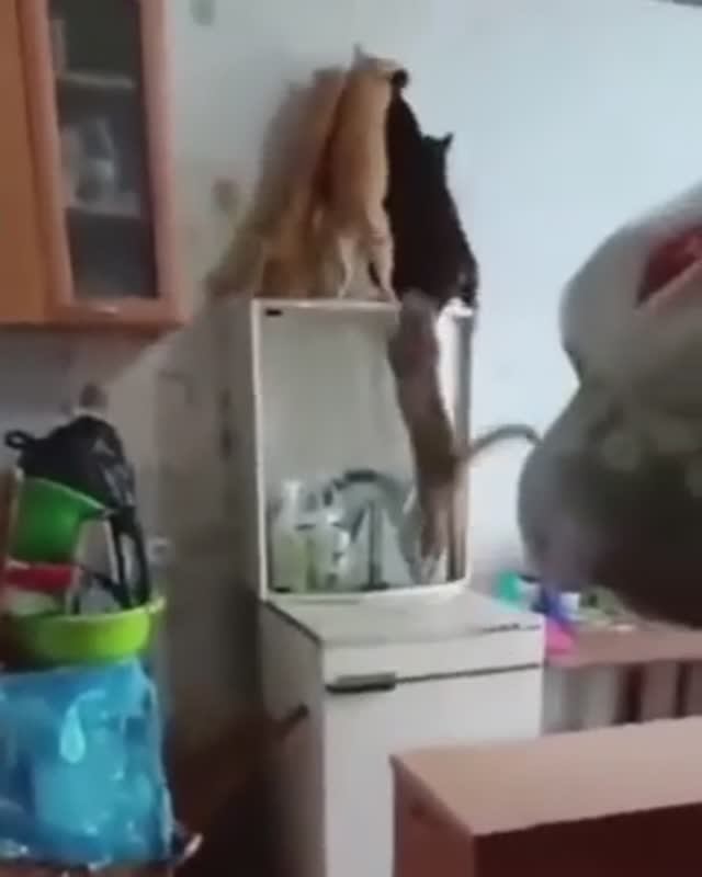 Кошки не ждали гостей