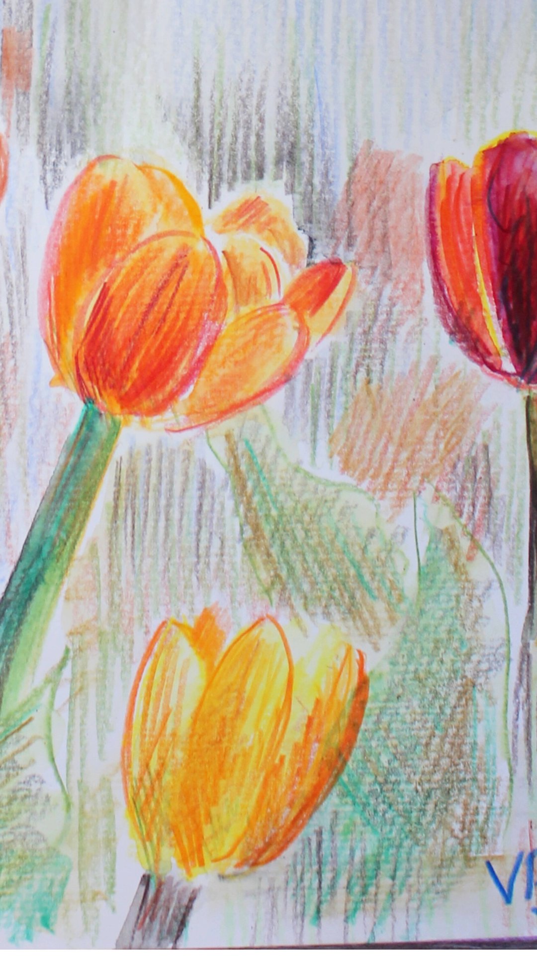 Тюльпаны акварельными карандашами