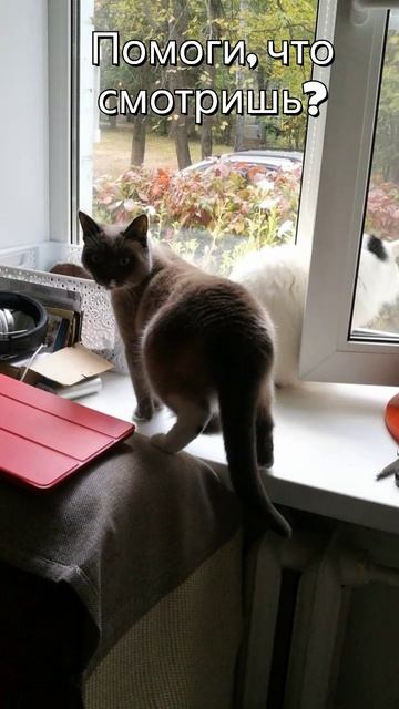 Кошка Арктика попыталась выгнать Тундру