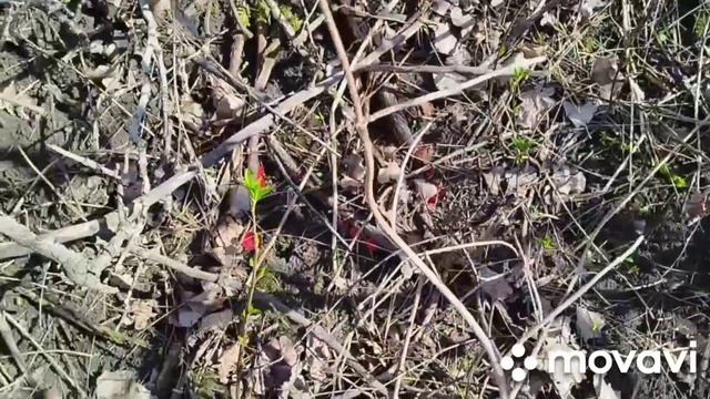 ❗Первые весенние грибы 🍄 Грибное ассорти в начале апреля 🍄 Курская область 03.04.2025 г.❗
