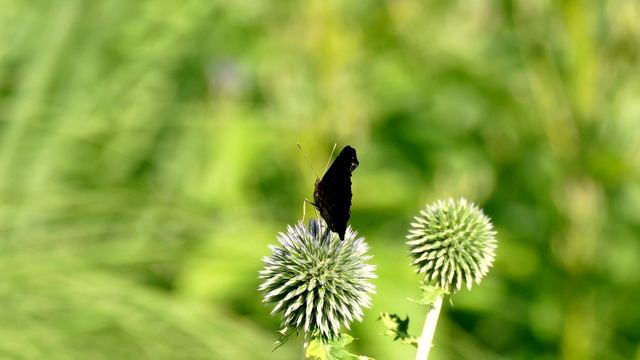 12071440_3840_2160_25fps