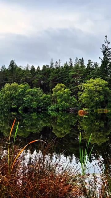 Шотландия, лес