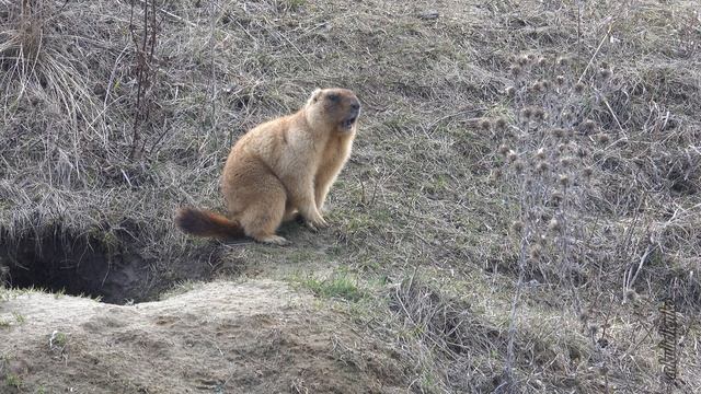 РАННЯЯ ВЕСНА в Парке Оленьем 1