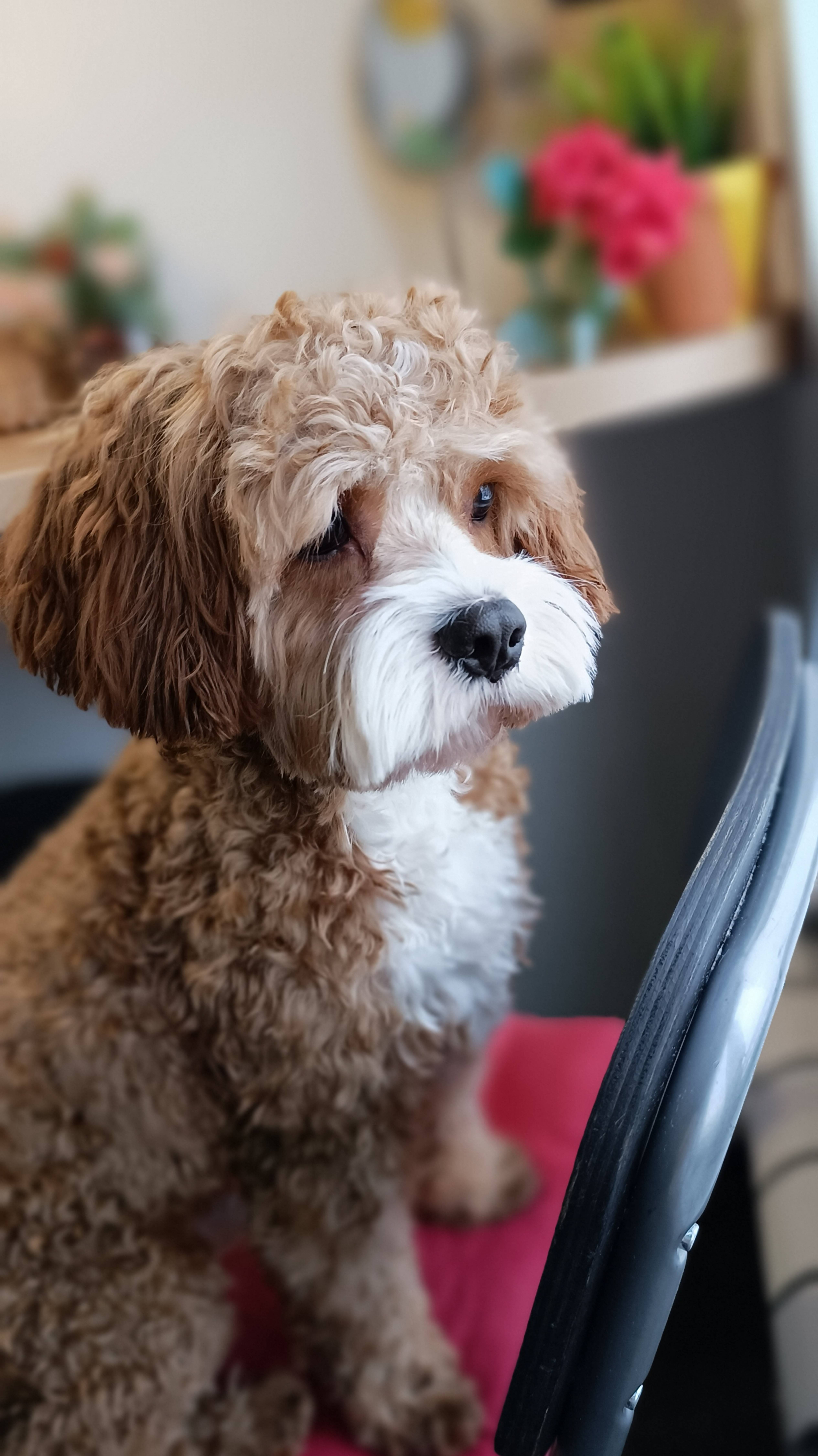 Спарки любит гулять и смотреть вдаль)