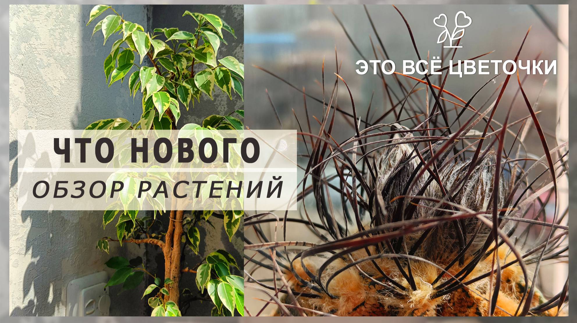 Обзор растений