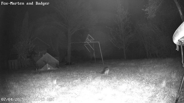 Кот, последняя игра.