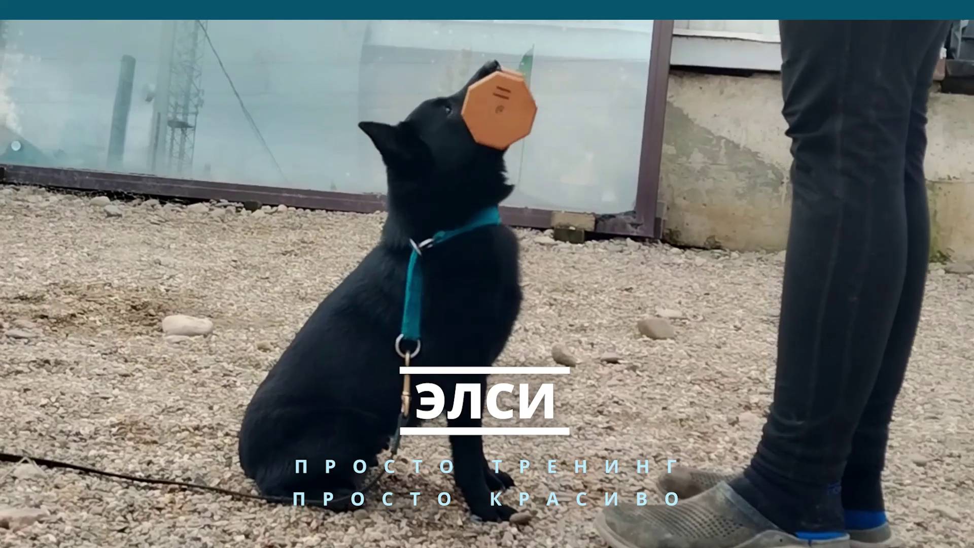 Элси постигает азы дрессировки