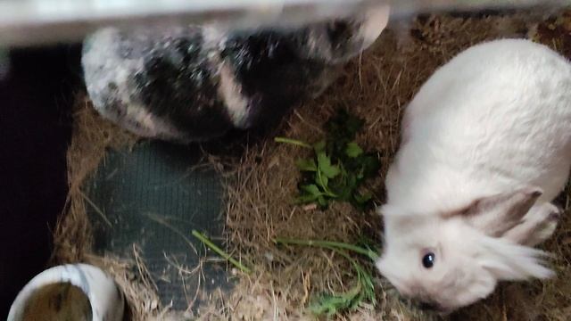 Кролики дома, карликовый кролик Путька и декоративная кролик Дита