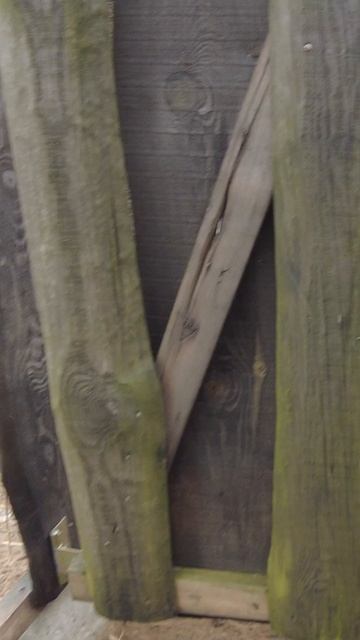 За зиму куры выщипали себе перья! На волю! На зелёную травку!