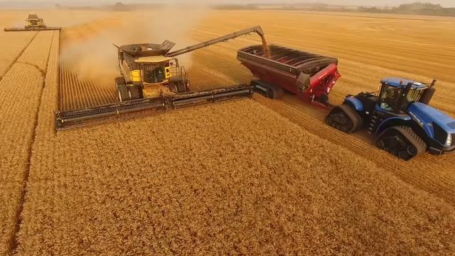 Уборка пшеницы