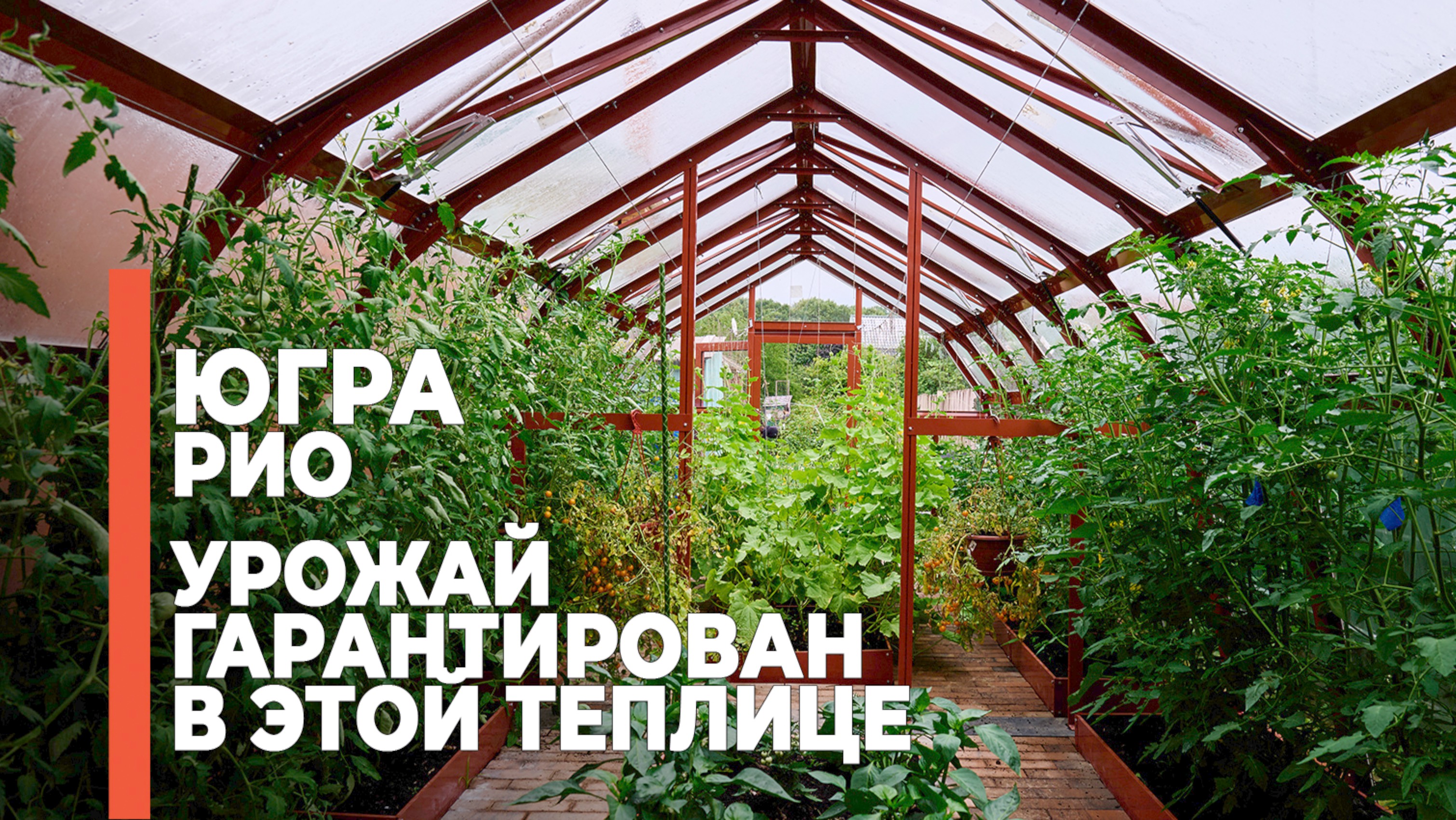В теплице ЮГРА Рио вам гарантирован богатый урожай!