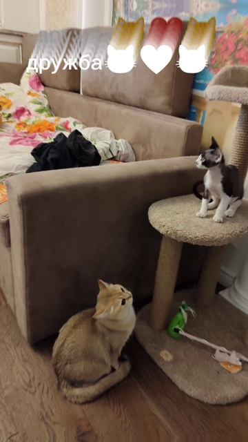 Дружба #edit #милые_котики