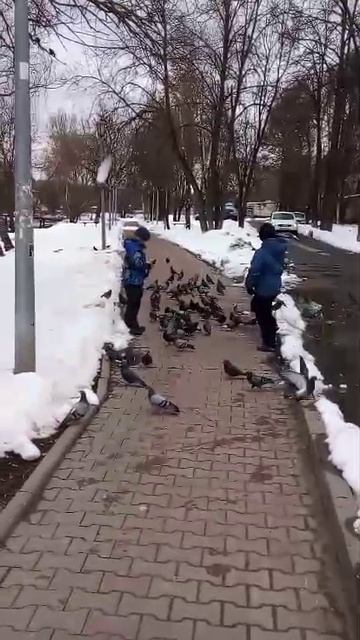 Нашествие голубей (,г.Чехов)