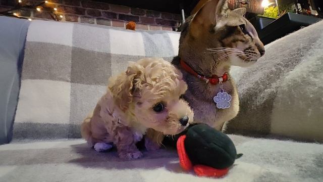 Пушон,Цветной Бишон