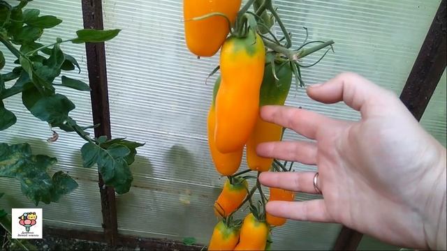 Томат Бананчик стал в нашей семье одним из самых любимых за считанные минуты