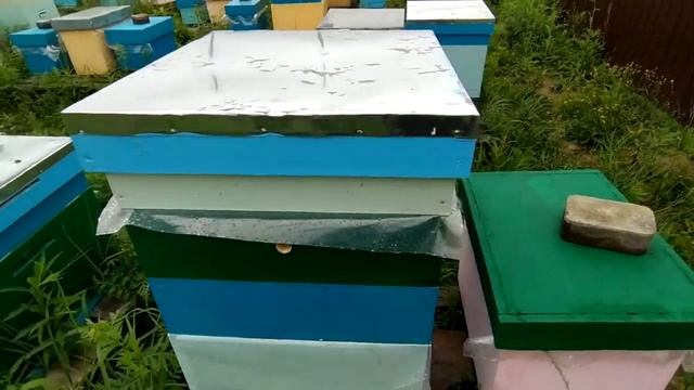 Чем метить маток. Пропала ИОшка. Обзор пасеки 20 июля 2020 года