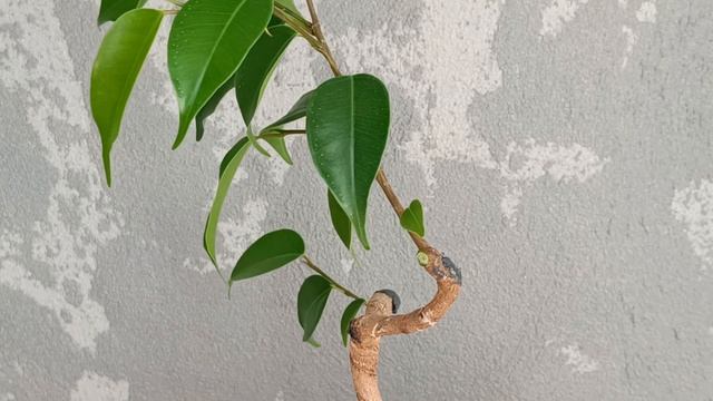 Фикус на камне. Часть 5.