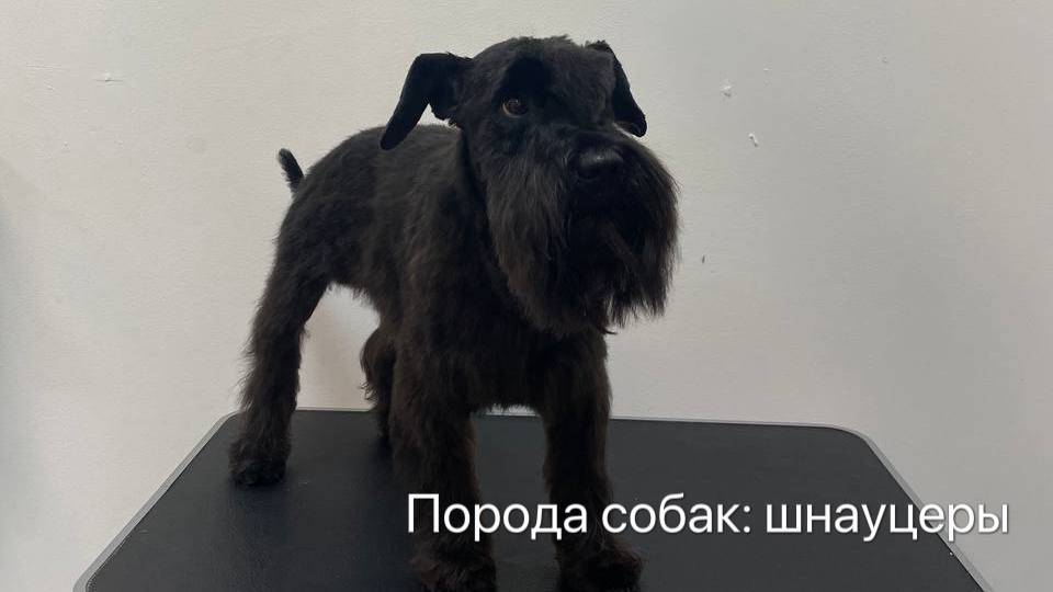 Порода собак: шнауцеры #шнауцеры #тримминг #зоосалон