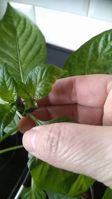 Убираем коронный цветок у перца, даже если он еще растет на подоконнике